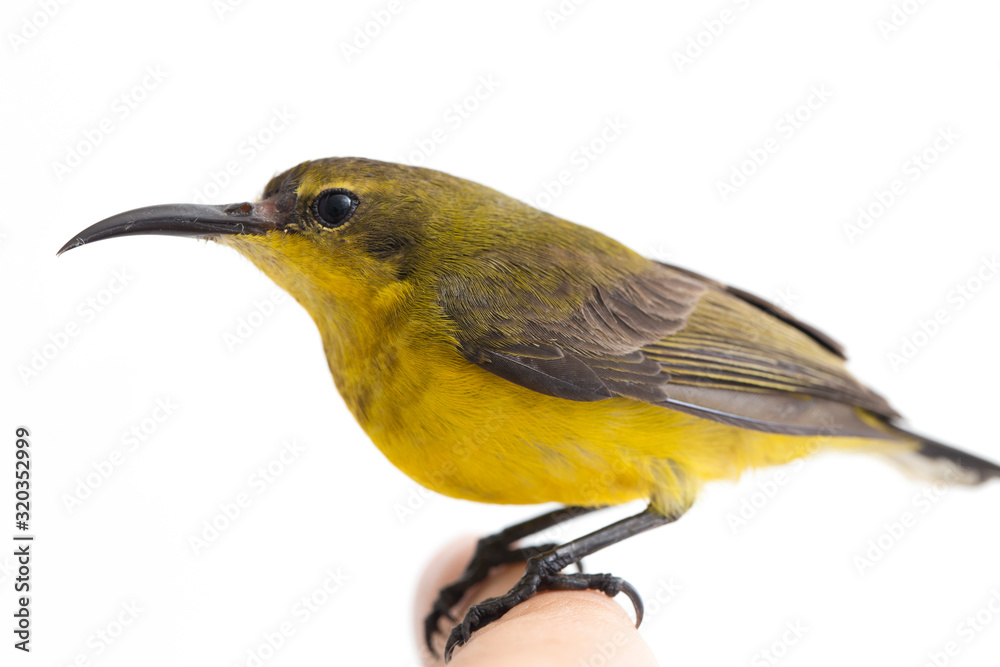 Olive-backed sunbird - Cinnyris jugularis, also known as the yellow ...