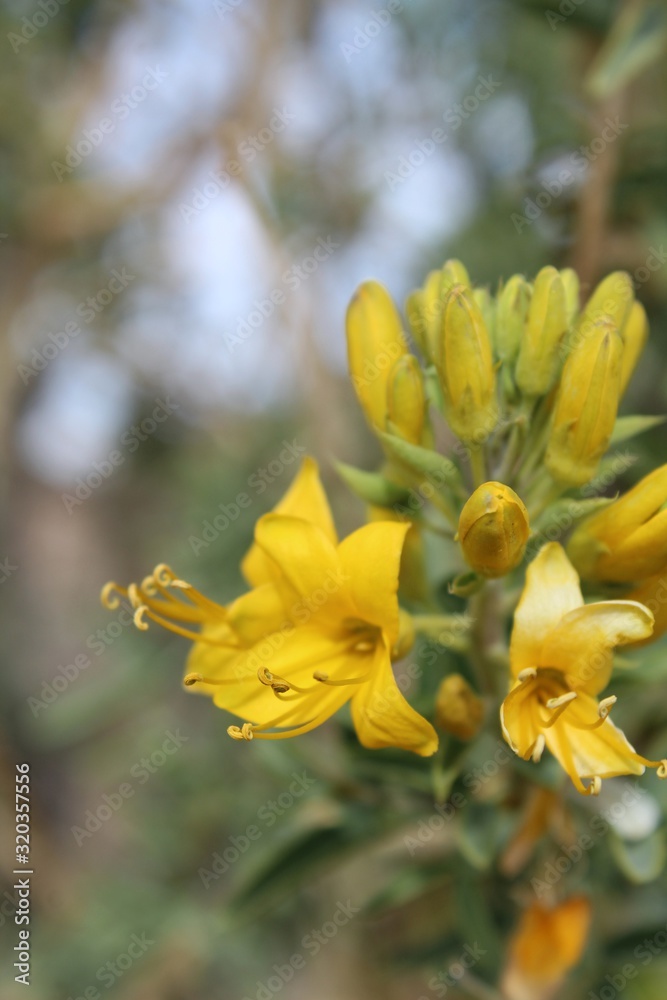 One of the first native plants to bloom during cooler months in the ...