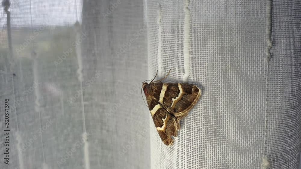 Beautiful brown moth with golden brown and yellow textured wings ...