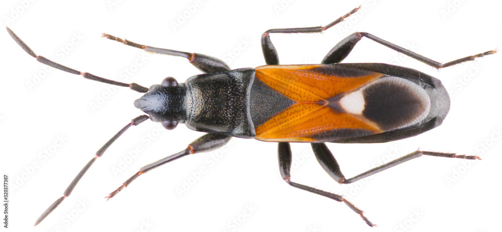 Pterotmetus staphyliniformis is a genus of true bugs in the family ...