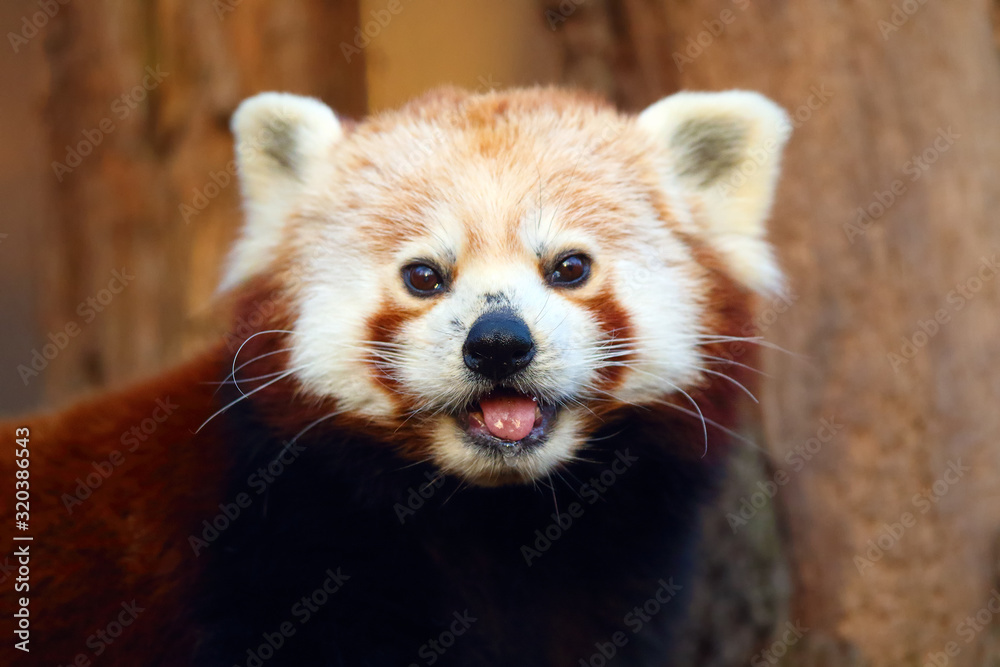 The red panda (Ailurus fulgens) , fire fox or lesser panda, the red ...