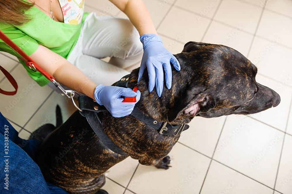 Drops for the prevention and treatment of animals from parasites. Drops ...