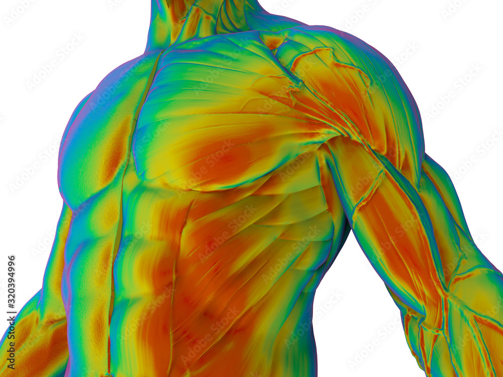 3D rendering - human male chest anatomy closeup Stock Illustration ...