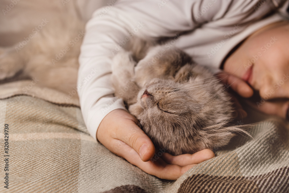 Boy and cat. Scottish fold cat in the arms of a boy. The concept of a ...