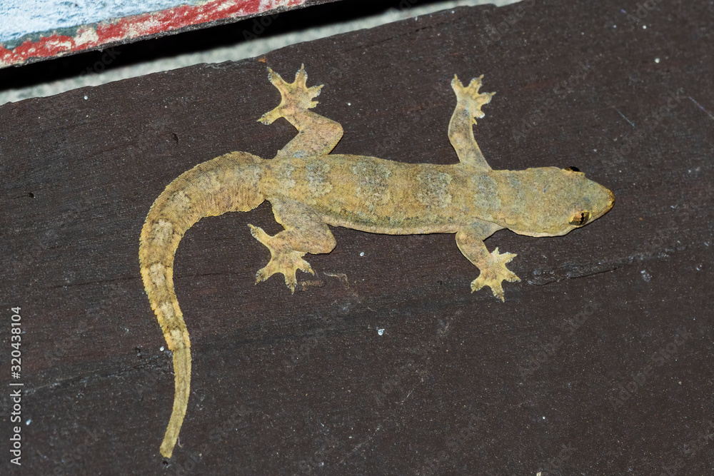 Flat-tailed House Geckos press their broad flattened body and tail ...