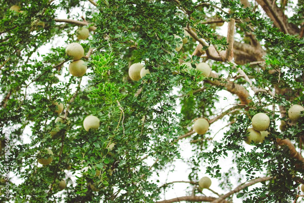 Limonia, Curd Fruit, Elephant Apple, Gelingga, Kavath, Monkey Fruit ...