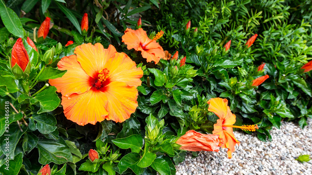 An exotic beautiful jungle flower of red and orange color in a natural ...
