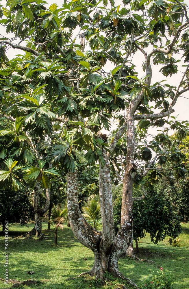 Arbre à pain, Artocarpus altilis foto de Stock | Adobe Stock