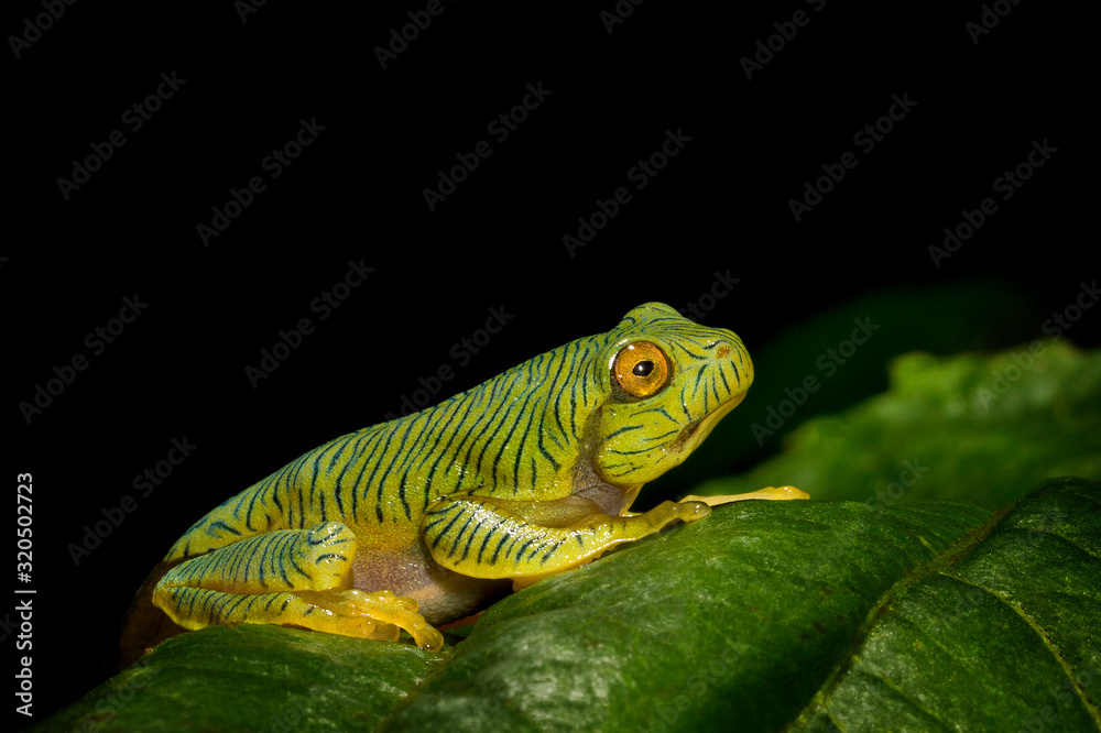 Rhacophorus pseudomalabaricus type of flying frog endemic to the ...