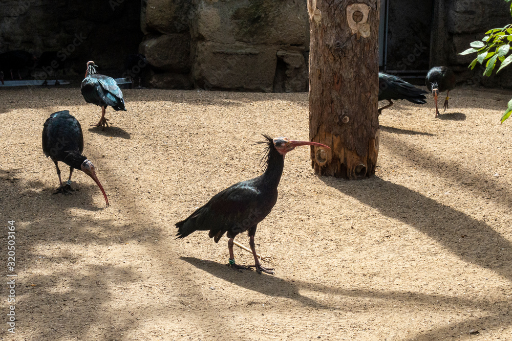 Northern bald ibis (Geronticus eremita), also known as the hermit ibis ...