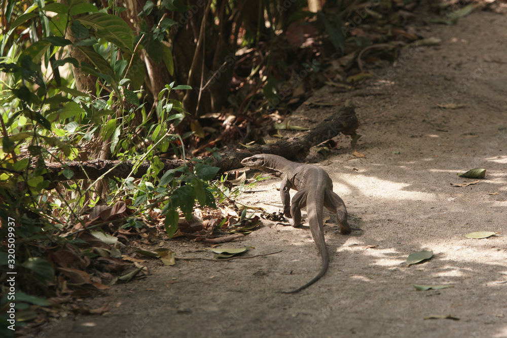 Wild monitor lizard walks on a path way in a jungle of Sri Lankad Stock ...