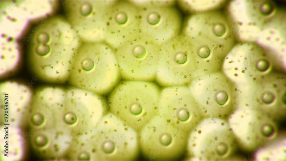 Chloroplast eukaryotic cell animation under the microscope. Green microscopic formation in a ...