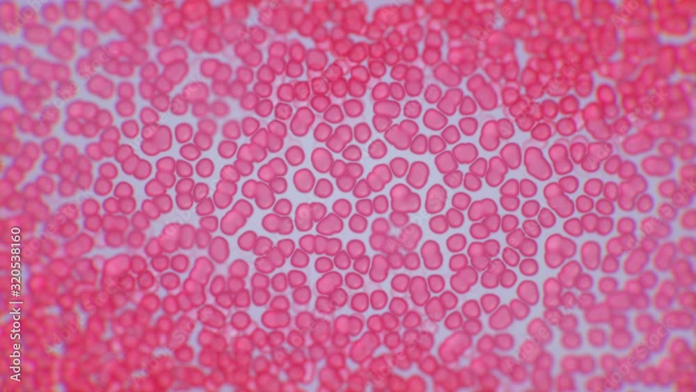 Animation of the movement of blood cells under a microscope. Red blood ...