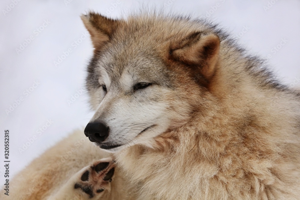 The Timber wolf, also known as the gray wolf, is a large canine native ...
