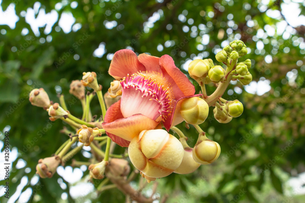 Sala flora or Shorea robusta protruding from sala tree Stock Photo ...