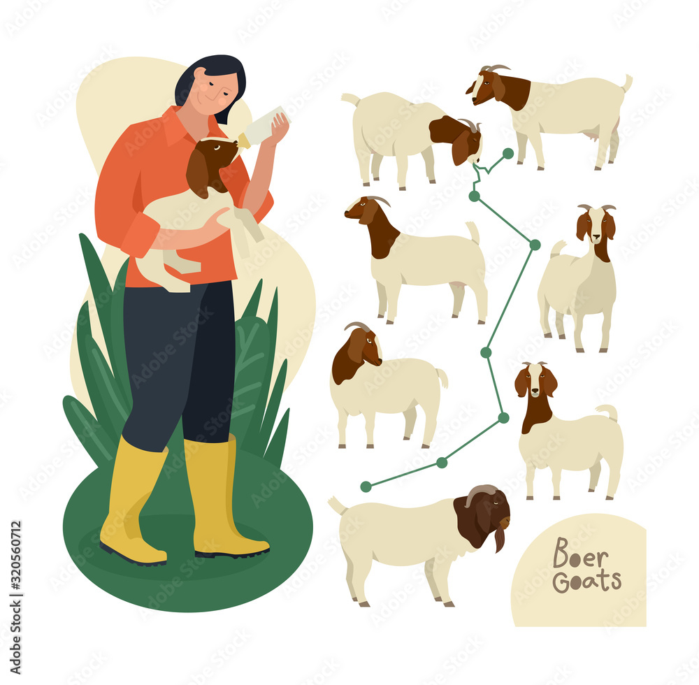 Boer Goat Vector
