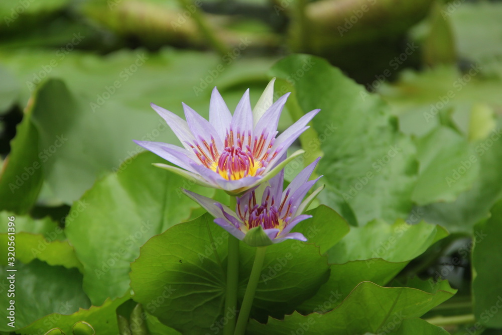 wild blue lotus , Nymphaea caerulea, blue lotus, rare lotus, blooming ...