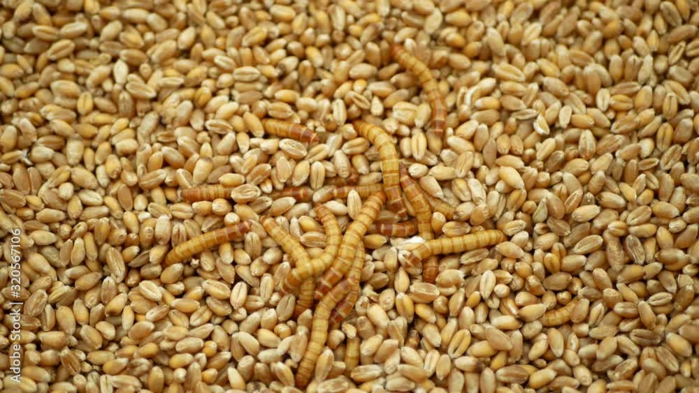Mealworm larvae Tenebrio molitor pest worm larva white on grain wheat ...