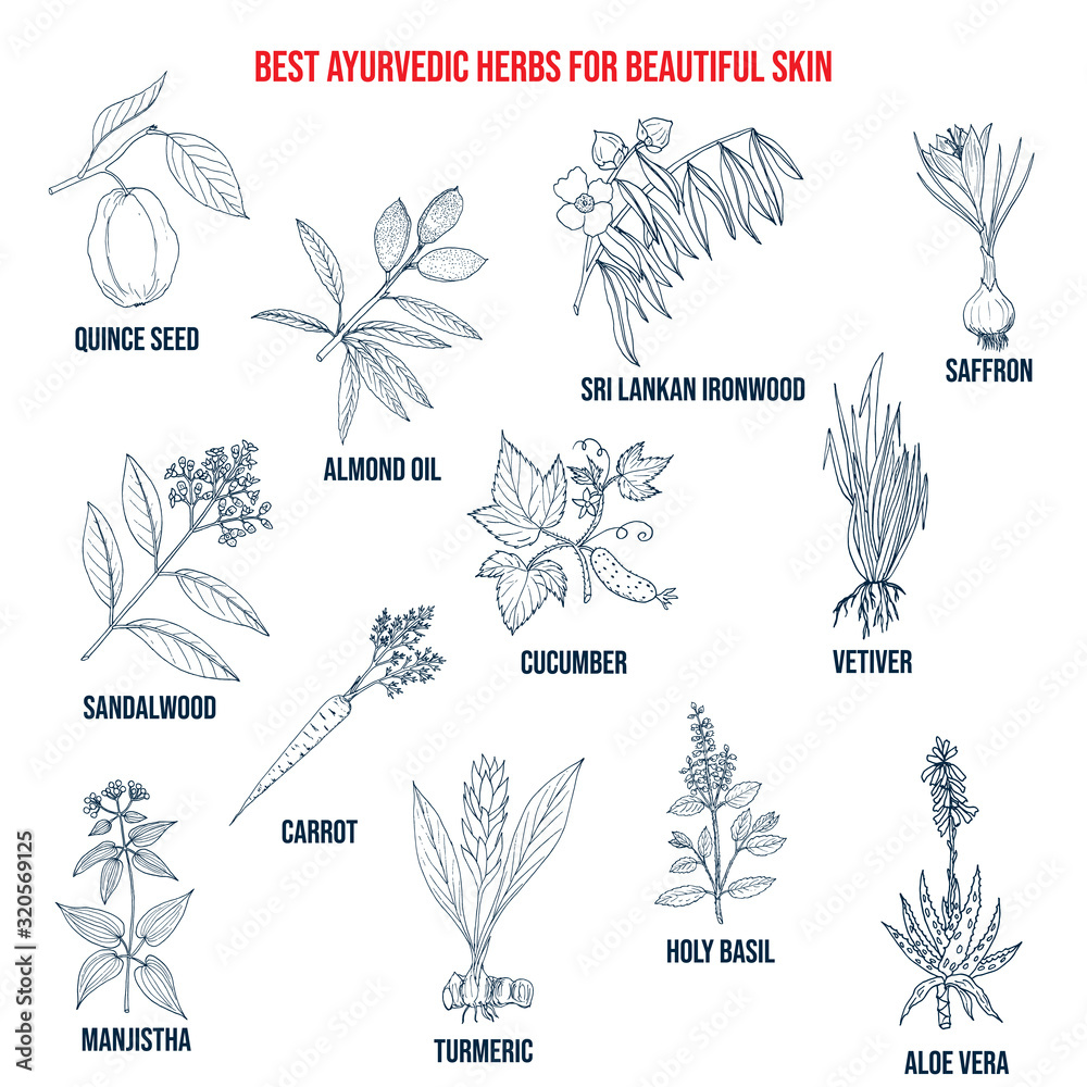 Collection of best ayurvedic herbs for beautiful skin Stock Vector ...
