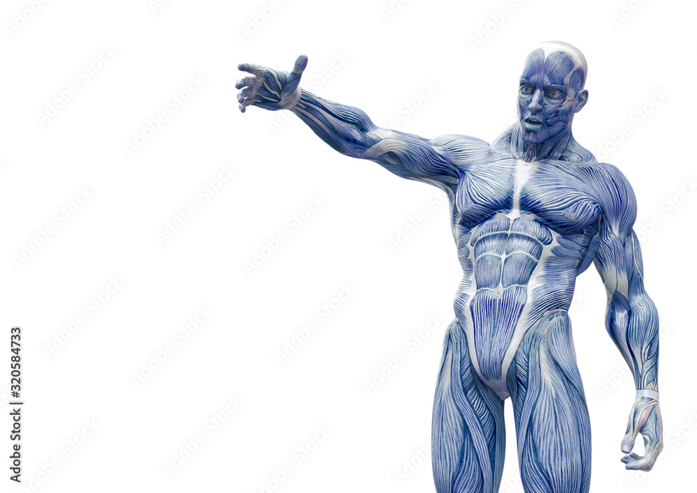 muscleman anatomy heroic body talking in white background with copy ...