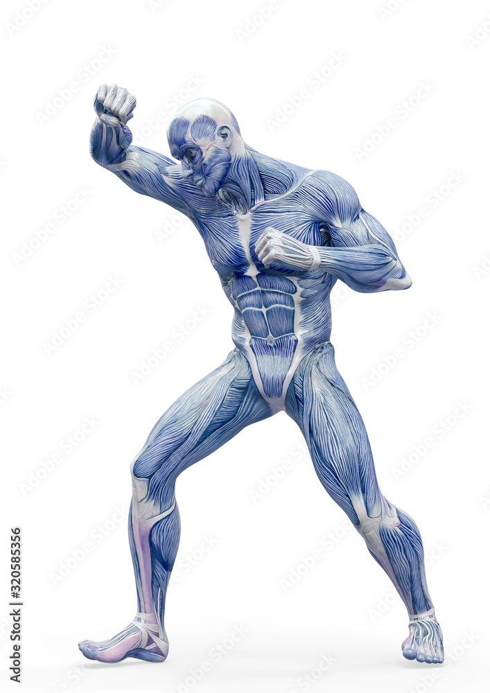 muscleman anatomy heroic body doing a fight pose in white background ...