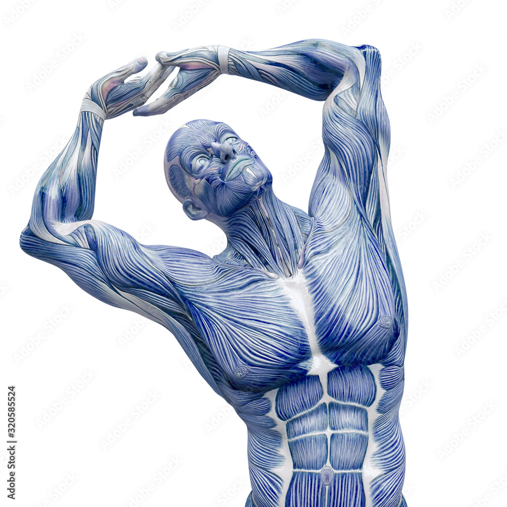 muscleman anatomy heroic body doing a stretch in white background Stock ...