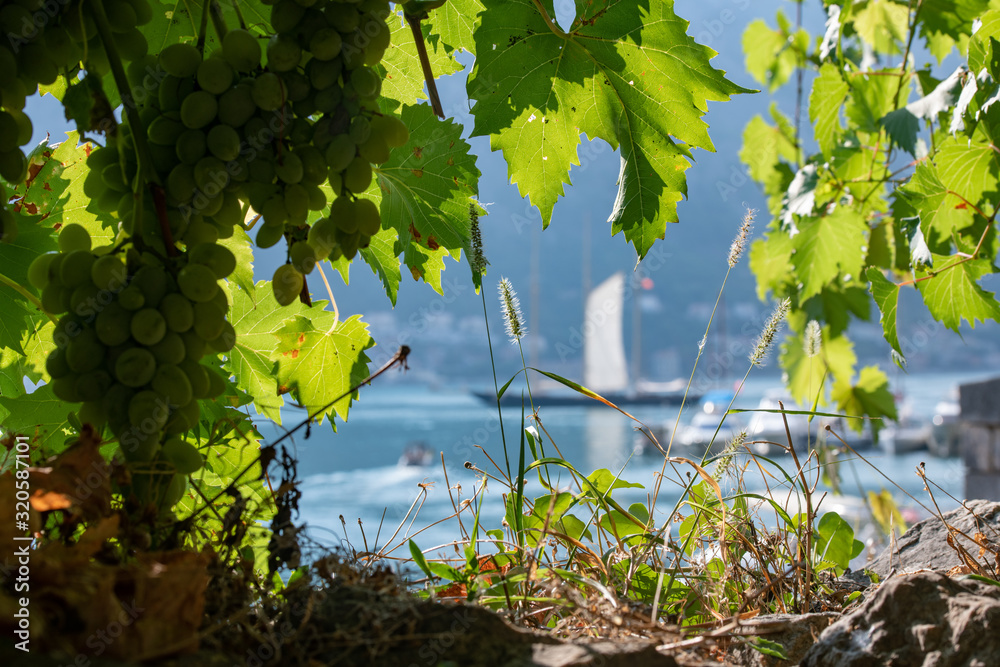 Sailboat through the leaves of grapes in the Bay in Montenegro Stock ...