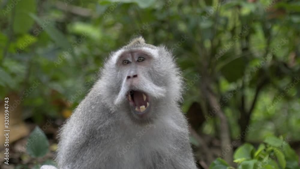 Close up slow motion handheld shot of Balinese long-tailed macaque ...