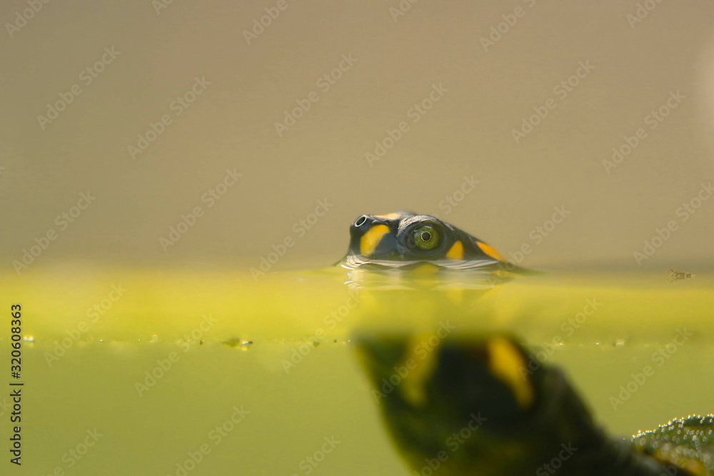 South American River Turtle (Podocnemis expansa), a beautiful specimen ...