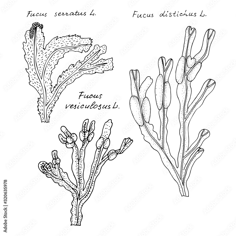 Brown algae Fucus. Black hand drawn realistic outline vector image ...