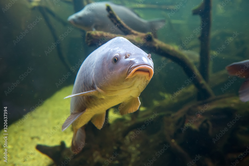 Freshwater fish carp (Cyprinus carpio) in the pond Stock Photo | Adobe ...