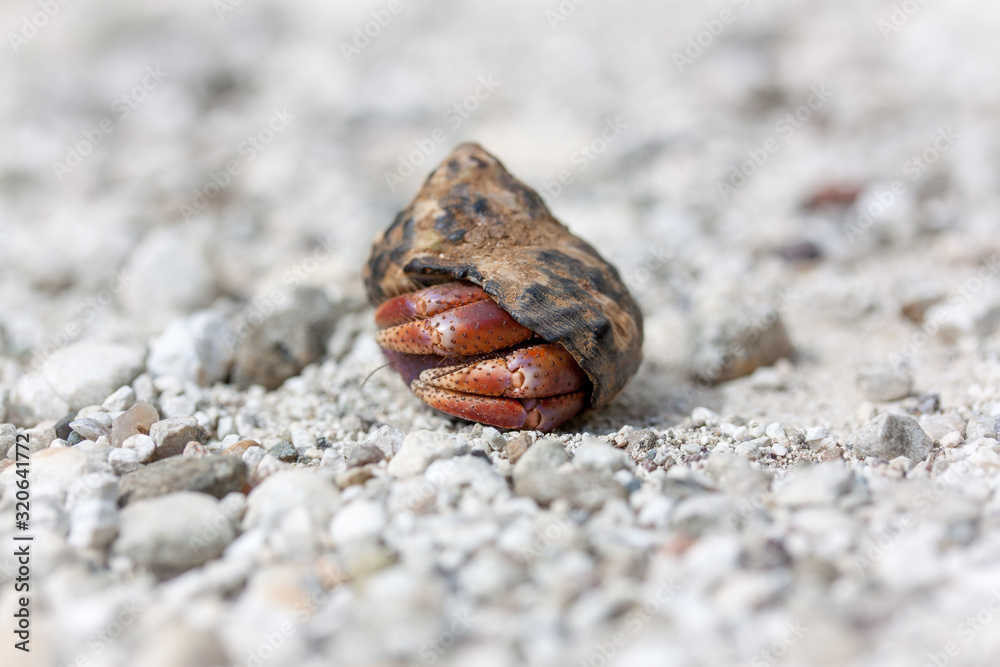 Foto de Einsieder Krebs, Krabbe im Detail auf weißen Sand am Strand do ...
