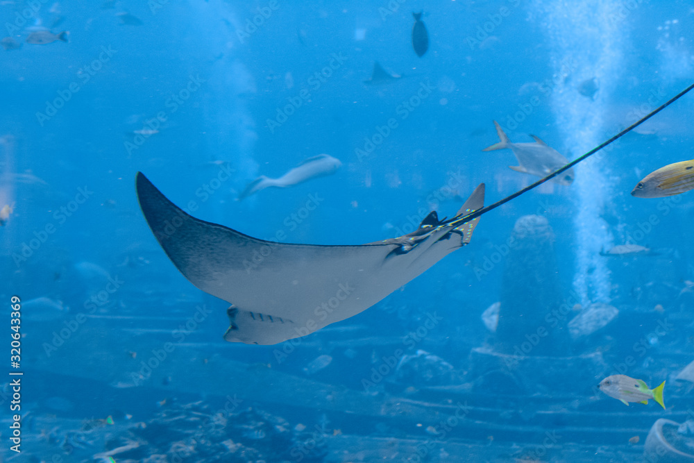 The ocellated eagle ray (Aetobatus ocellatus) is a species of ...
