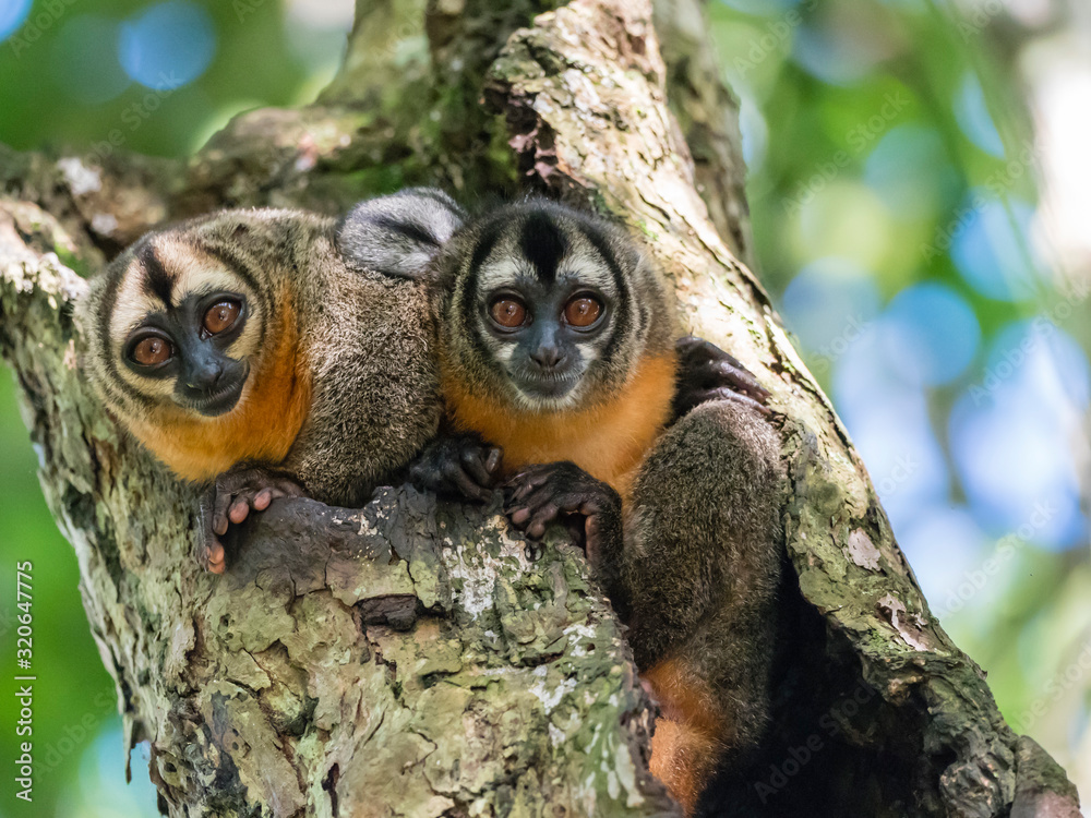 Adult Spix's night monkeys (Aotus vociferans), in Nauta Cano, Amazon ...