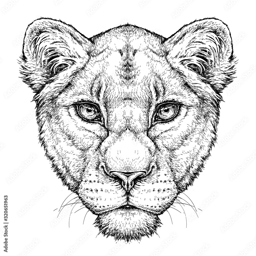 Hand drawn portrait of Lioness. Vector illustration isolated on white ...