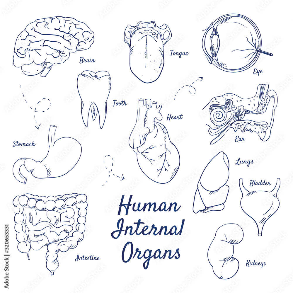 Human Tongue Drawing