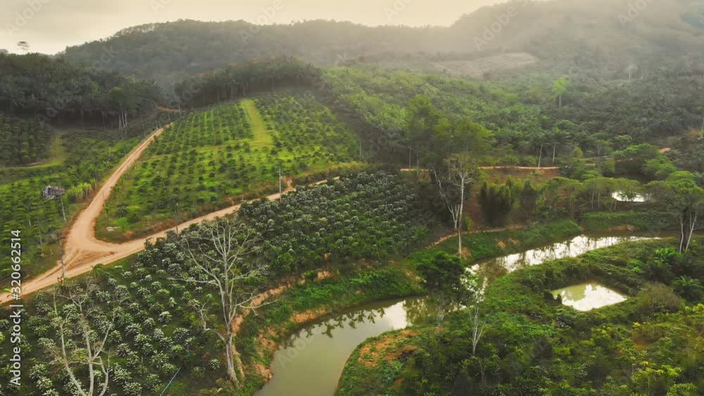 Aerial view of a coffee farm. Coffee plantation viewed from above. Big ...