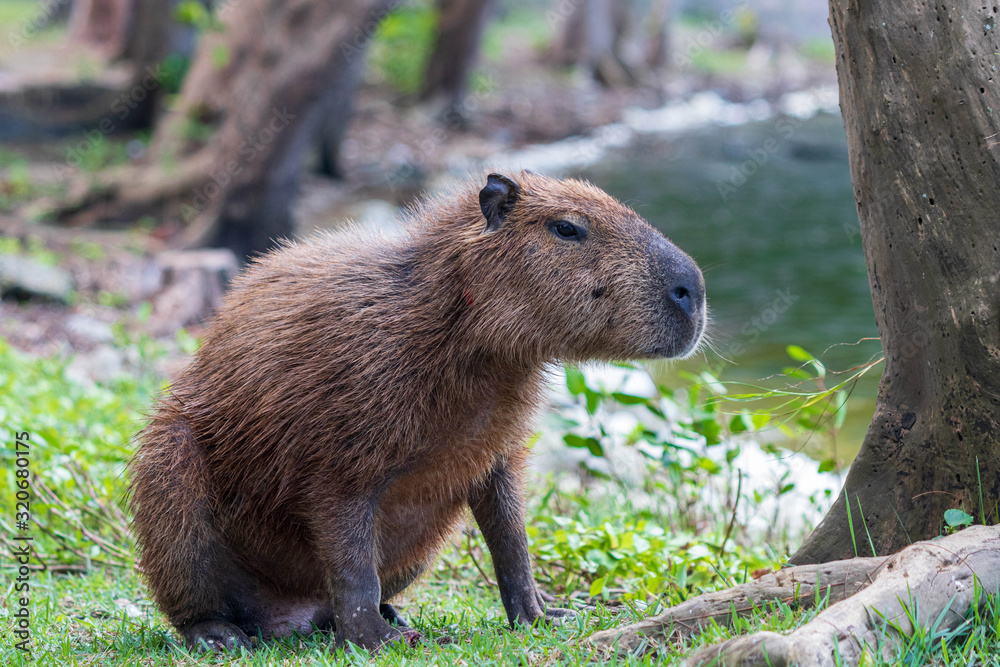 Capybara (Hydrochoerus hydrochaeris), largest rodent in the world ...