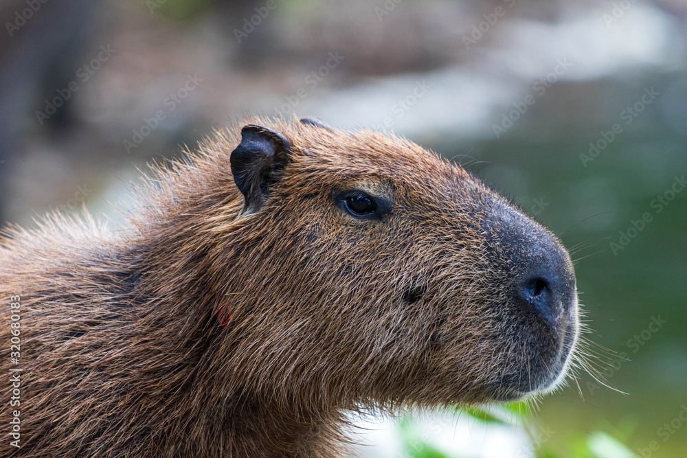 Capybara (Hydrochoerus hydrochaeris), largest rodent in the world ...