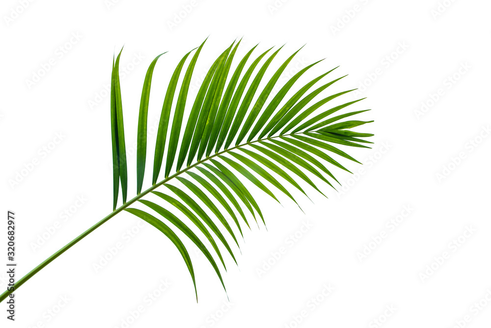 tropical coconut leaf isolated on white background, summer background ...