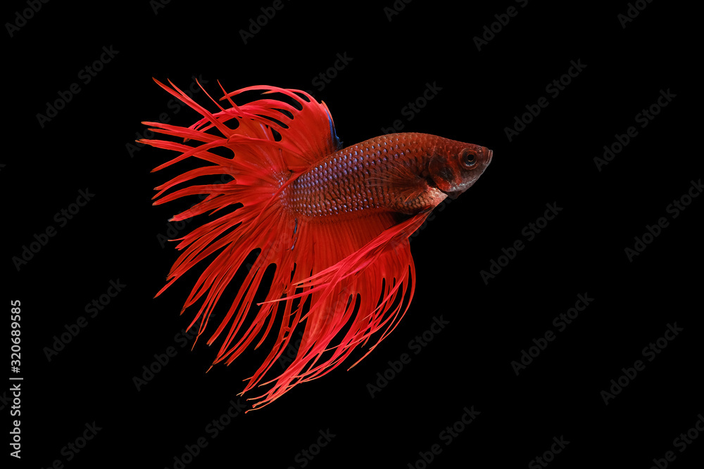 Red crowntail , red betta fish, Siamese fighting fish, betta splendens ...