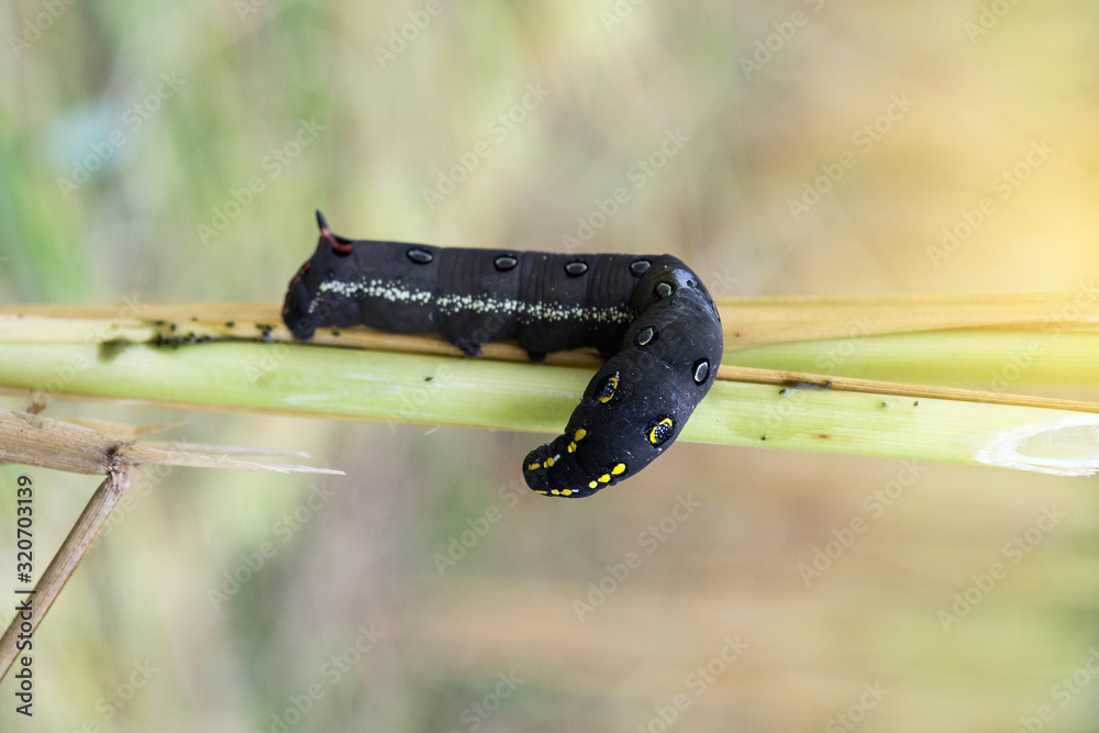 Black worms, pests in rice fields, are destroying the rice fields of ...