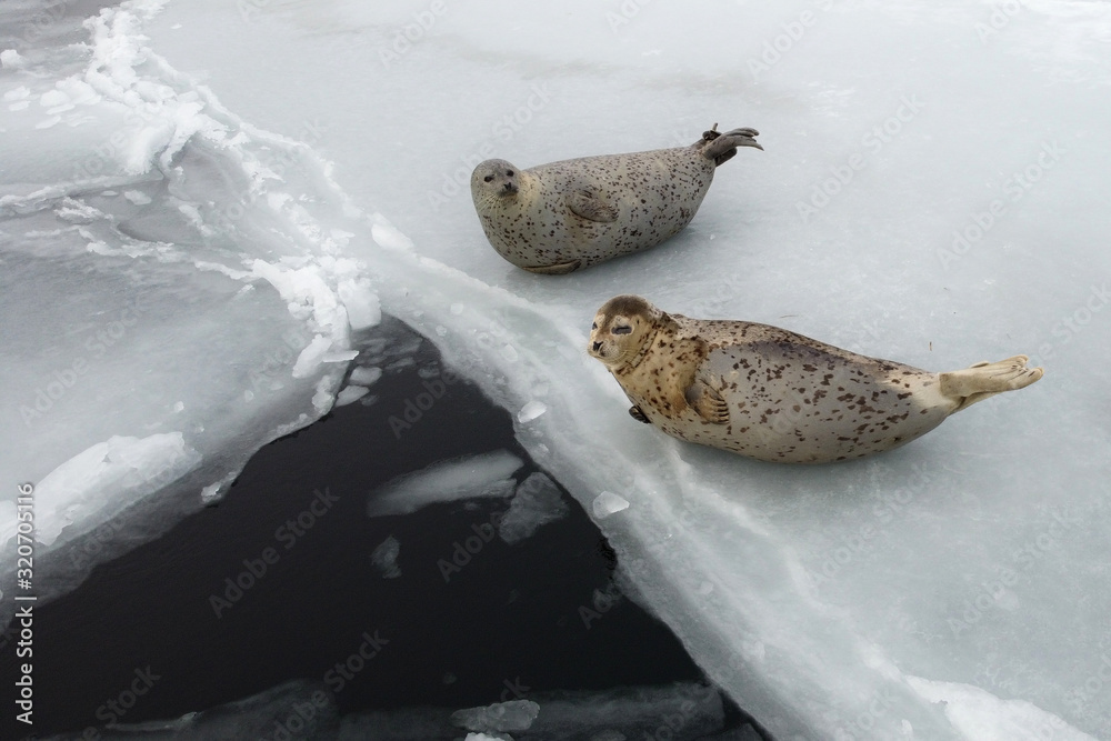 Seals (spotted seal, largha seal, Phoca largha) laying on the edge of ...