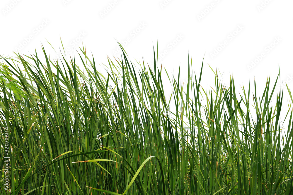 Tall Grass White Background