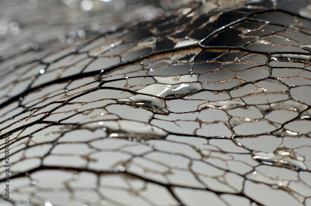 A few drops of water left over from rain that still hung on the dried ...