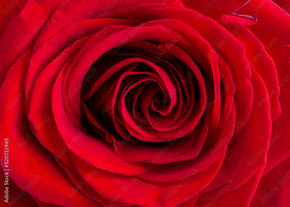 Close-up of red rose. Beautiful flowers backround. Top view. Stock ...