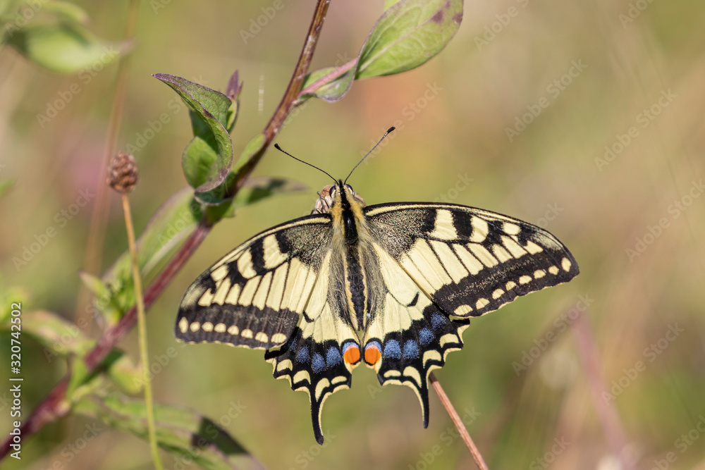 Papilio machaon, the Old World swallowtail, is a butterfly of the ...