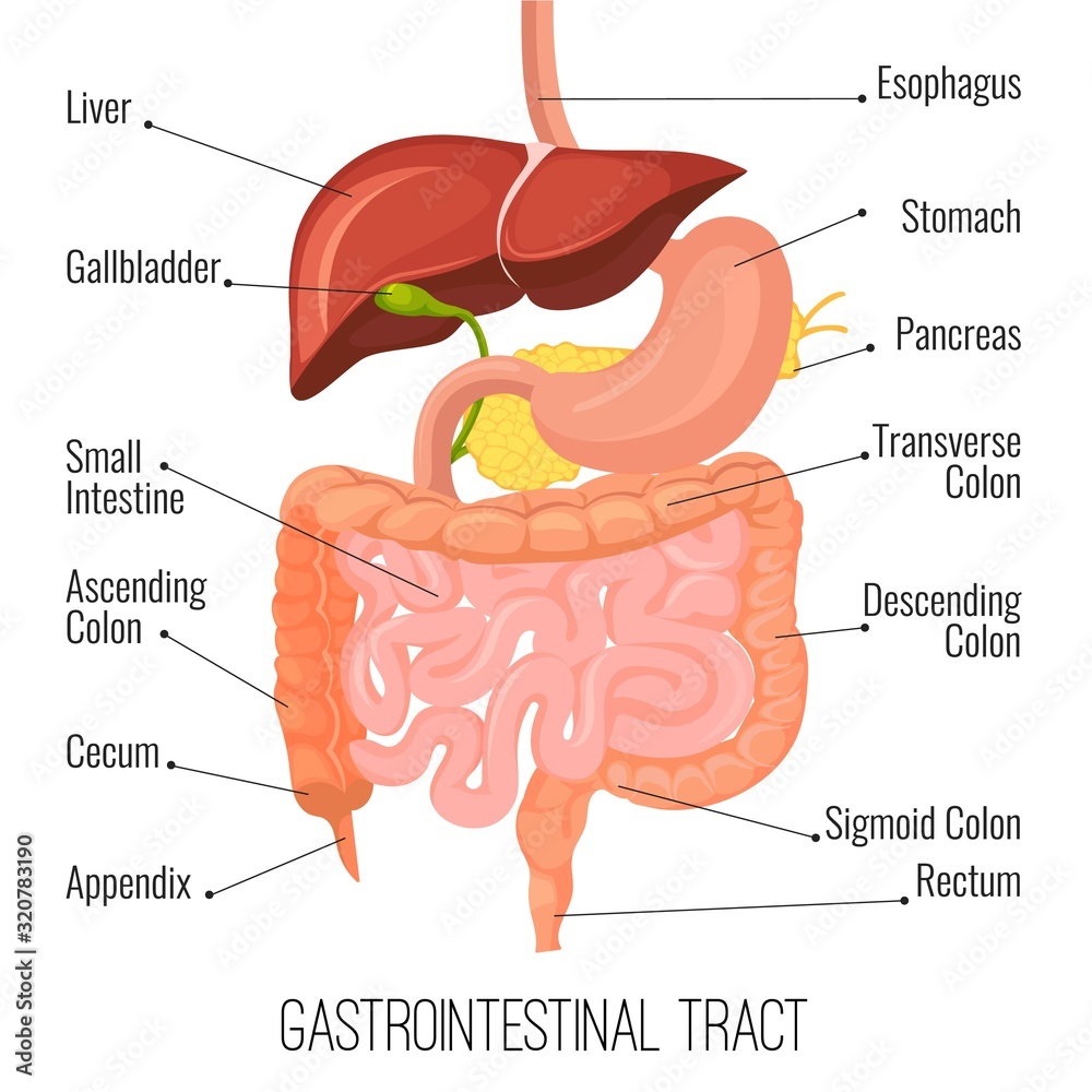 Gastrointestinal tract. Human intestine and stomach organ. Medical ...