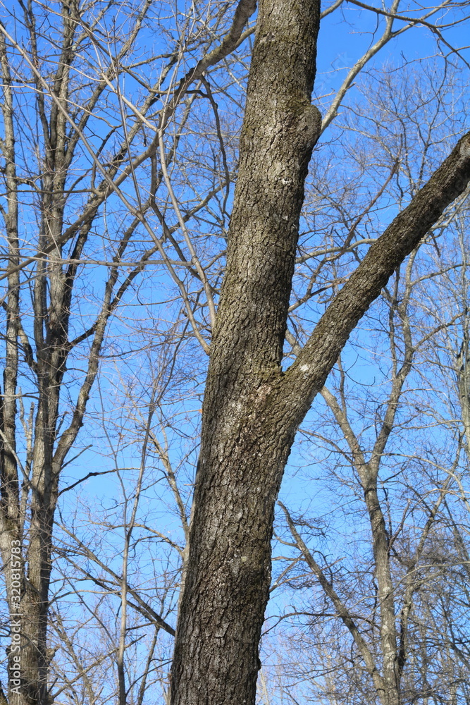 Black Maple Tree Bark
