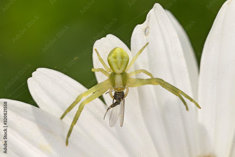 Misumena Vatia